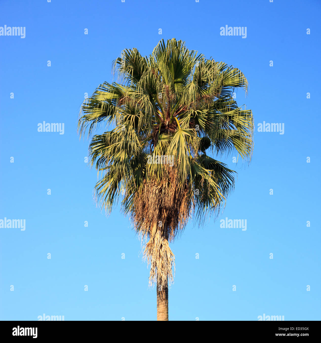 Tropical rainforest plam leaf hi-res stock photography and images - Alamy