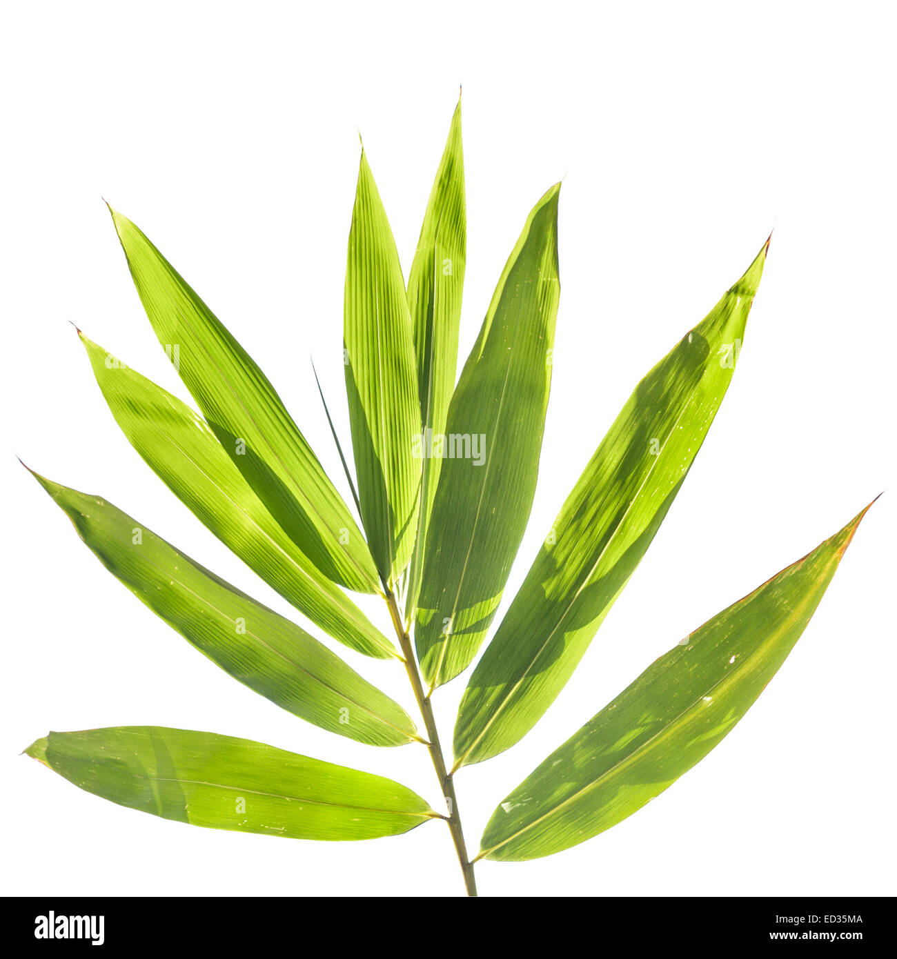 Green bamboo tree leaves Cut Out Stock Images & Pictures - Alamy