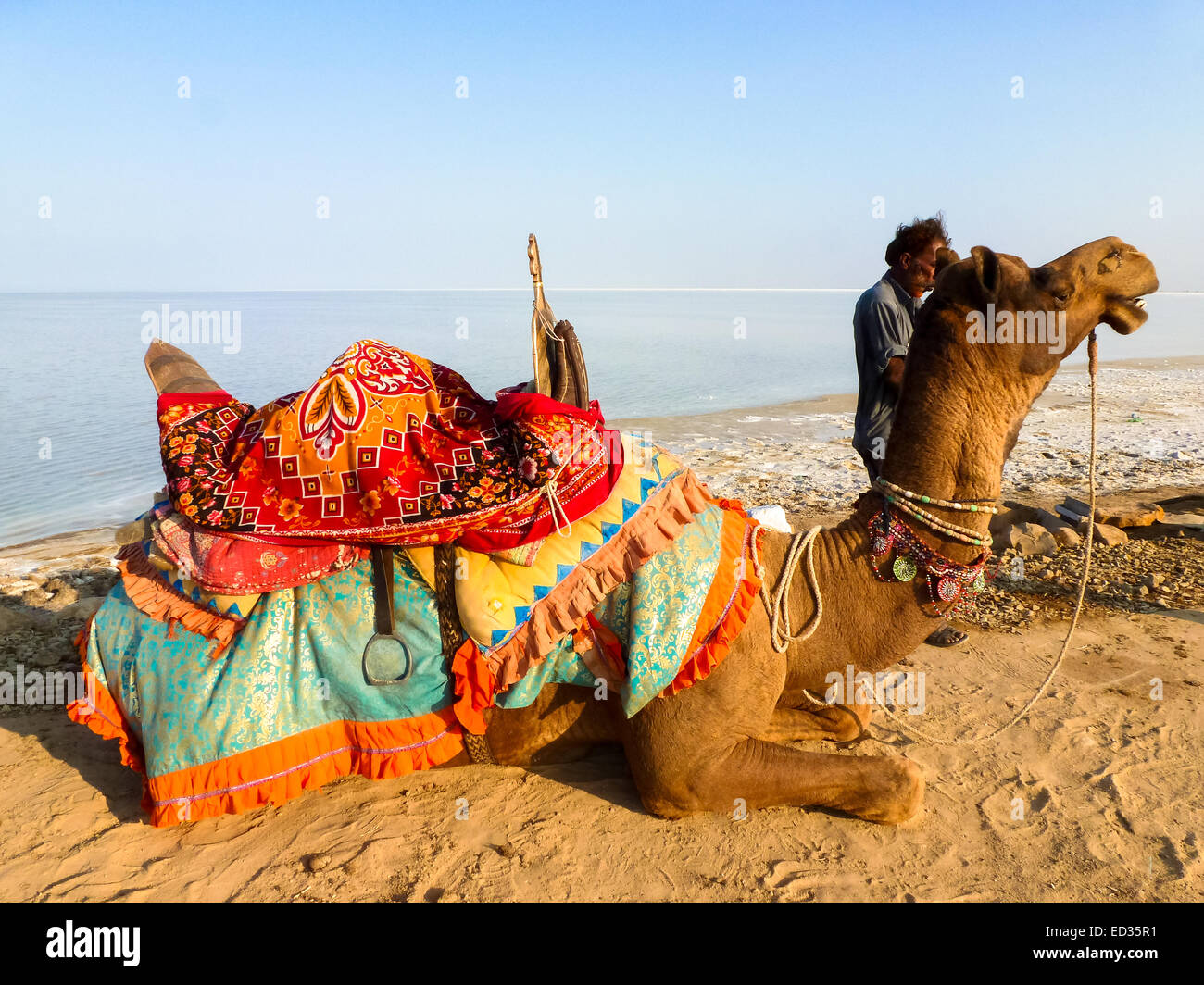 camel at bhuji in gujarat in india Stock Photo - Alamy