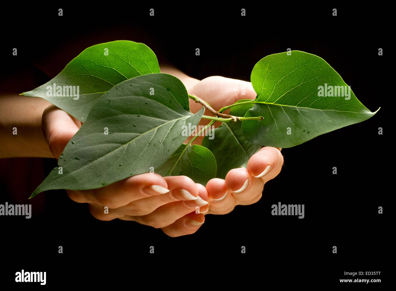 Hands holding leafs Stock Photo - Alamy