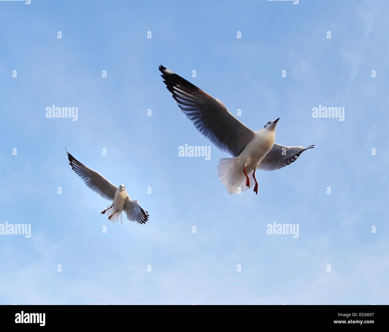 Seagull flying under the sky at Bang Pu beach, Thailand Stock Photo - Alamy