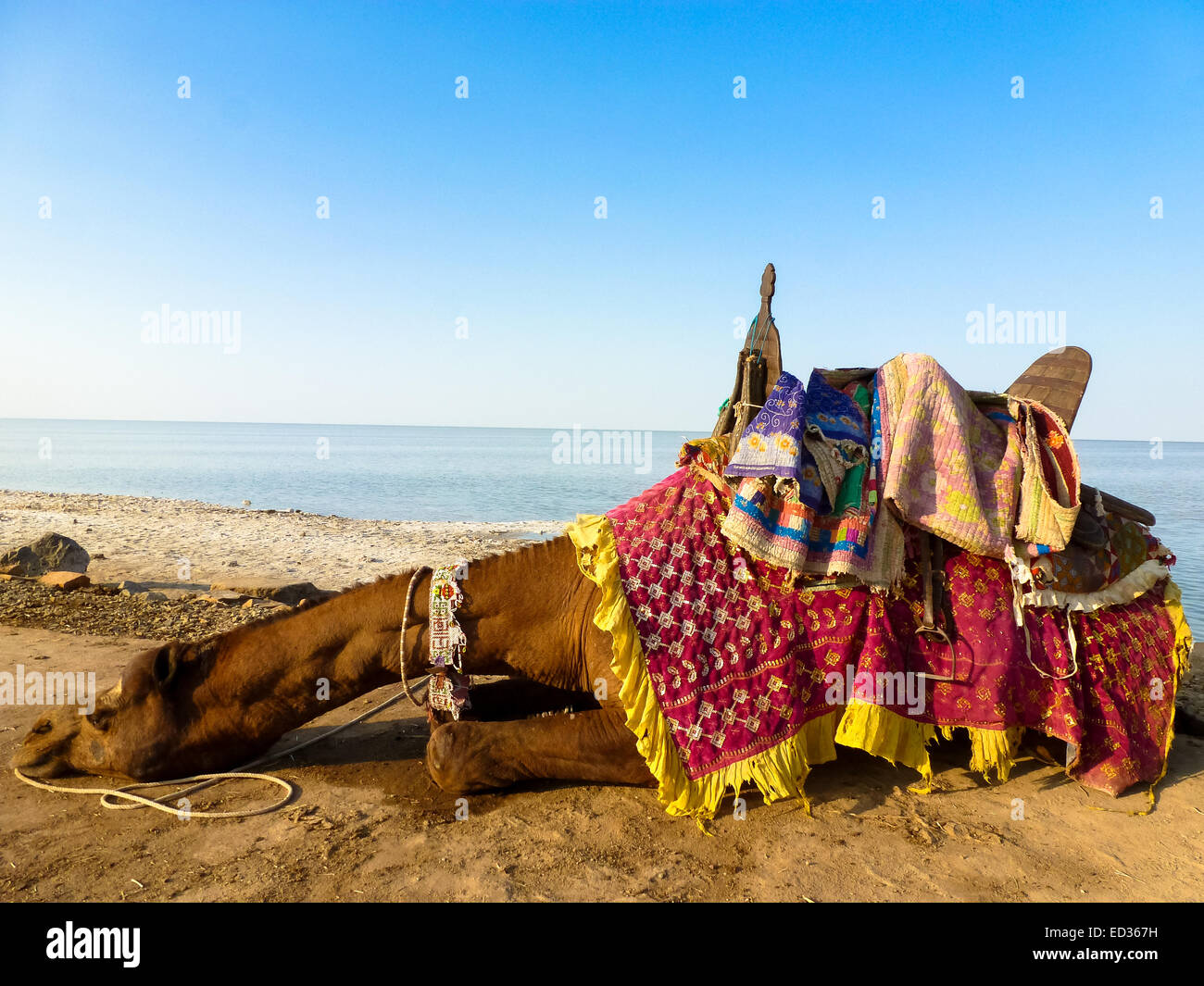 camel at bhuji in gujarat in india Stock Photo - Alamy
