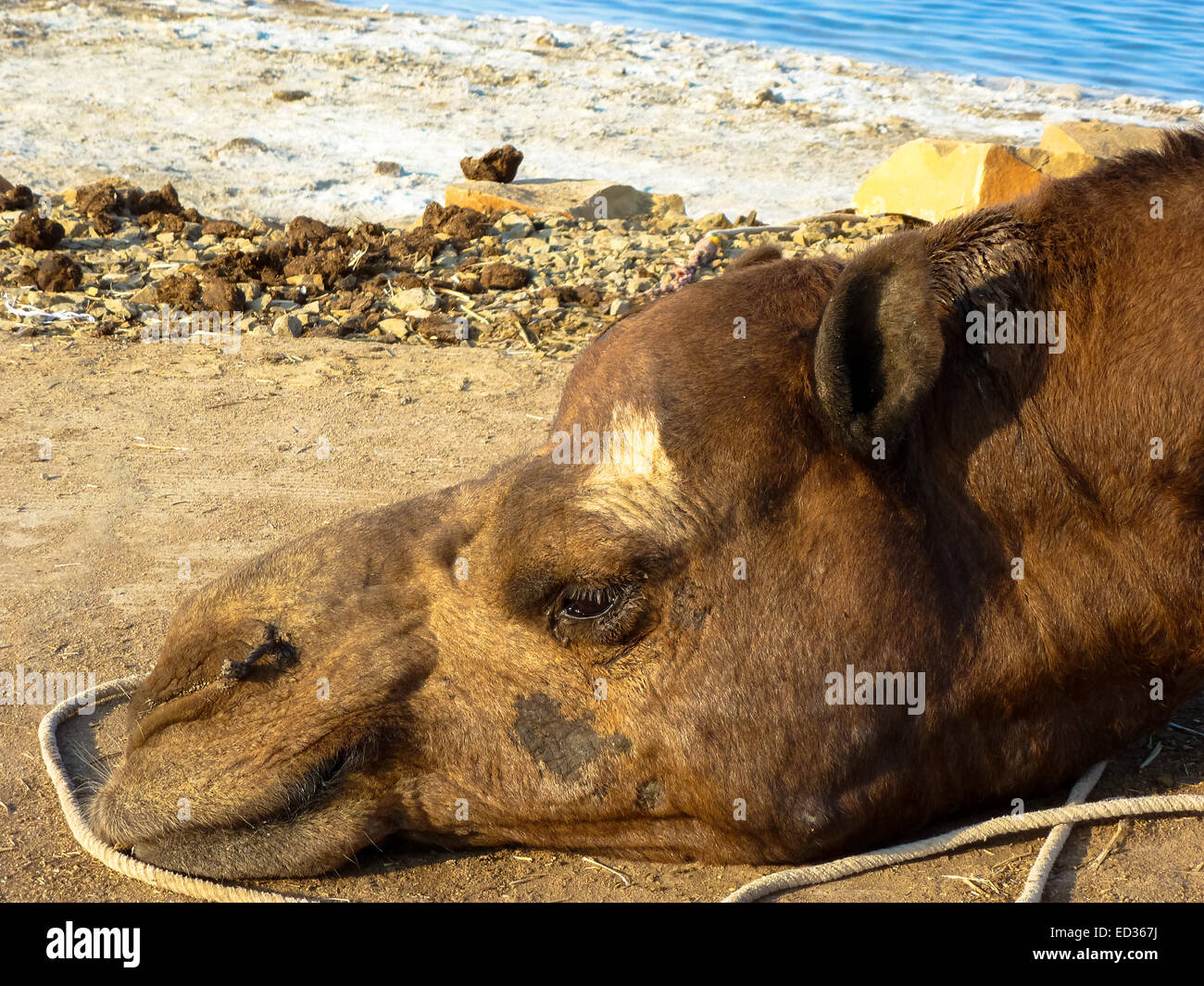 camel at bhuji in gujarat in india Stock Photo - Alamy