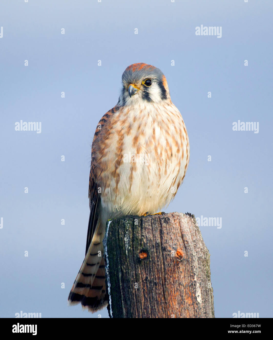A female sparrow hawk hi-res stock photography and images - Alamy