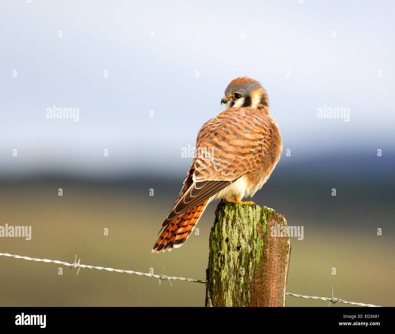A female sparrow hawk hi-res stock photography and images - Alamy