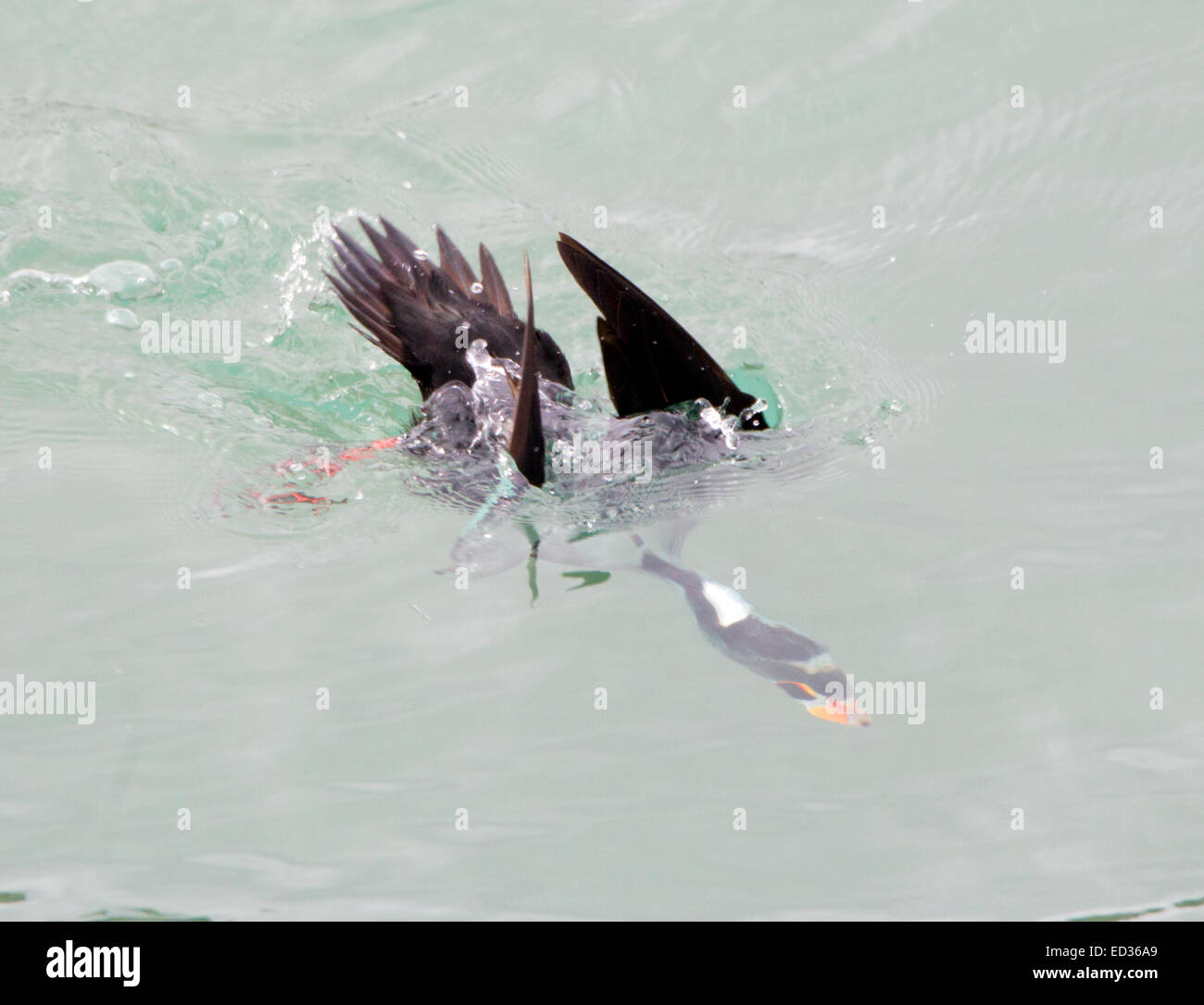 Surf scoter male diving hi-res stock photography and images - Alamy
