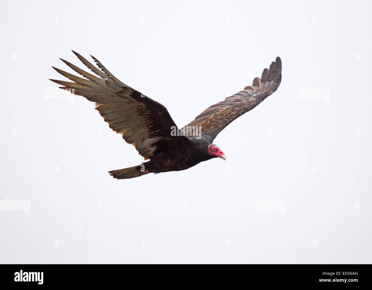 Turkey Vulture in Flight Stock Photo - Alamy
