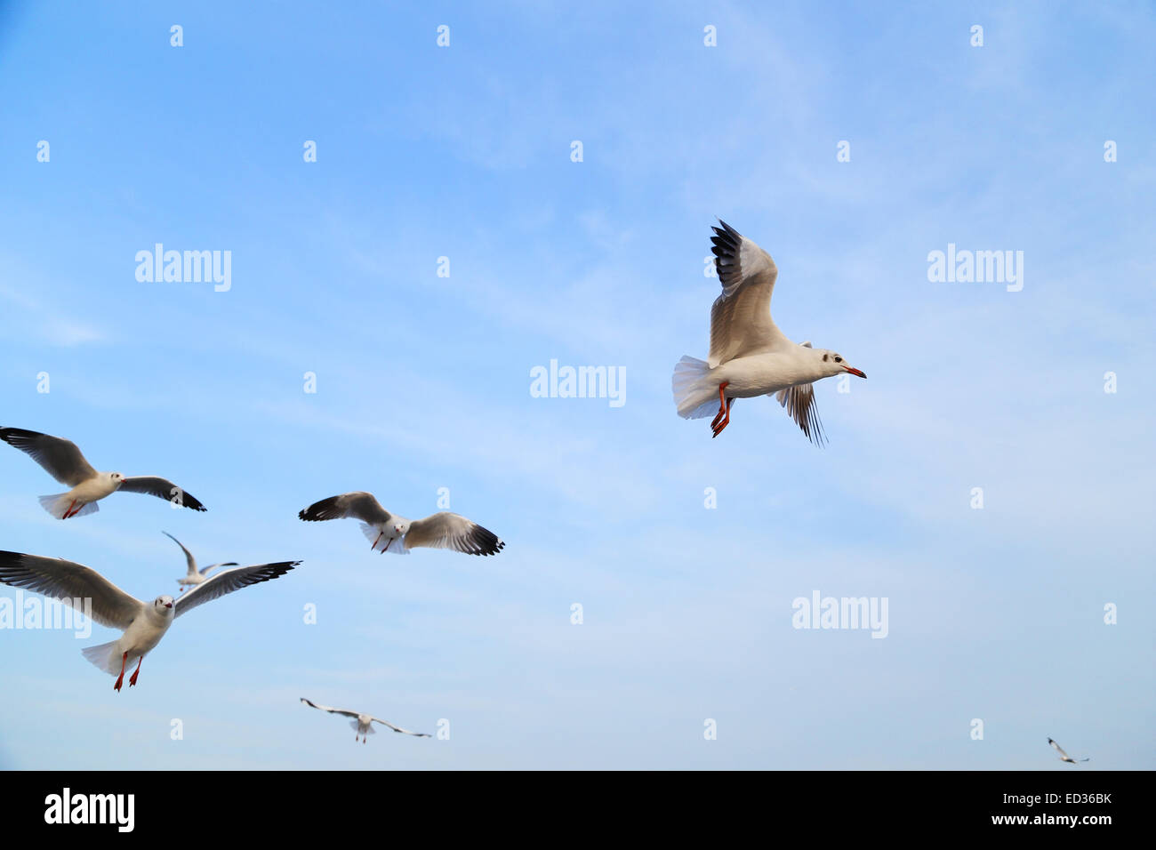 Seagull flying under the sky at Bang Pu beach, Thailand Stock Photo - Alamy