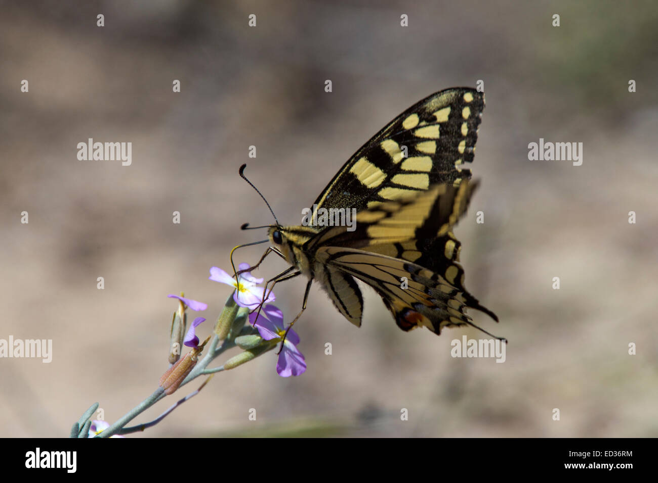 Swallowtail butterfly nectaring, Quinta de Marim, Faro, Algarve ...