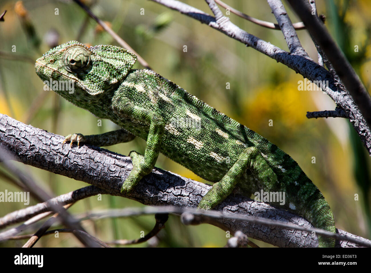 Mediterranean Chameleon, Quinta de Marim, Faro, Algarve, Portugal Stock ...