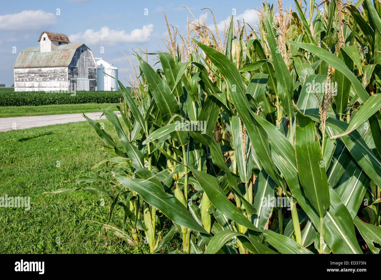 Corn crop farming hi-res stock photography and images - Alamy