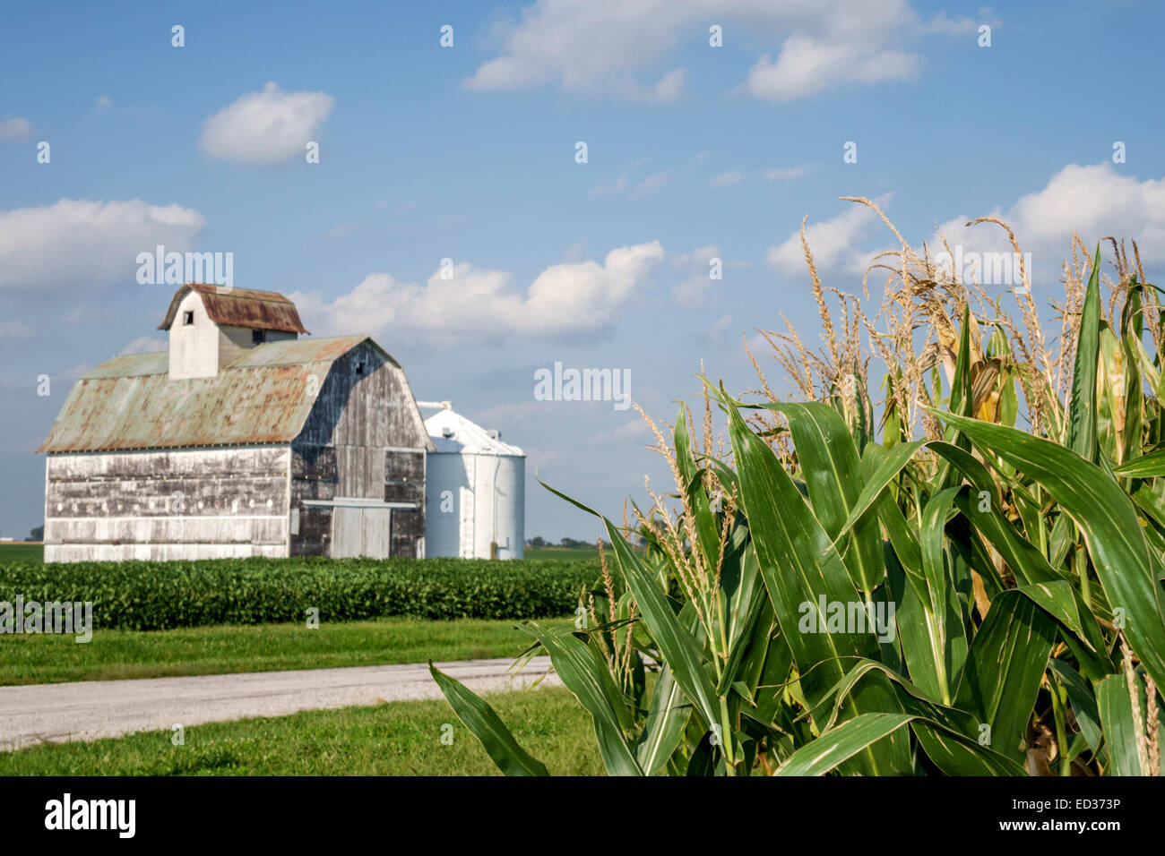 Illinois,Midwest,Tuscola,corn,crop,barn,rural,agricultural,agriculture ...