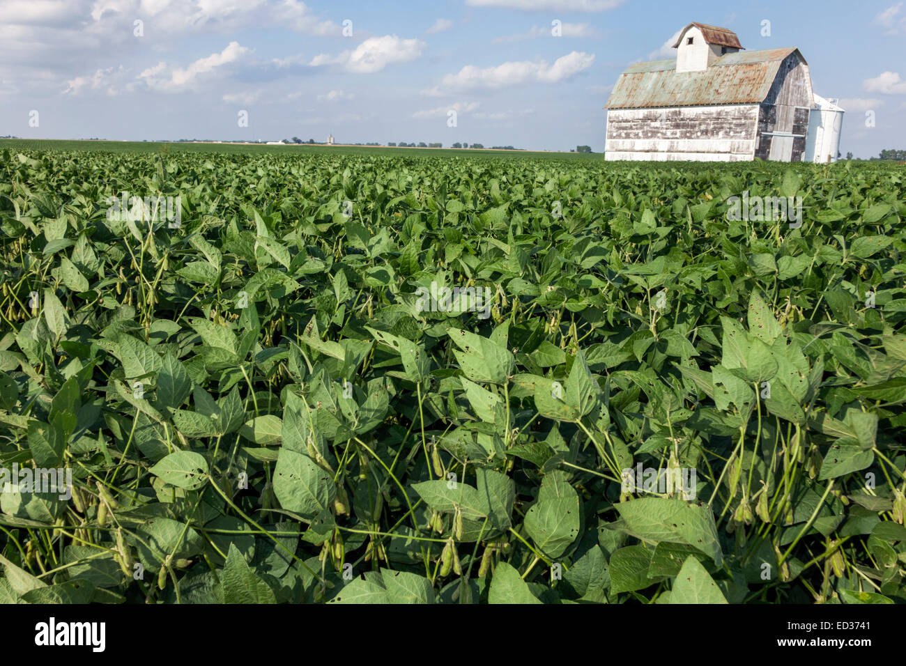 Illinois Tuscola,crop,barn,rural,agricultural,farming,farm,harvester ...