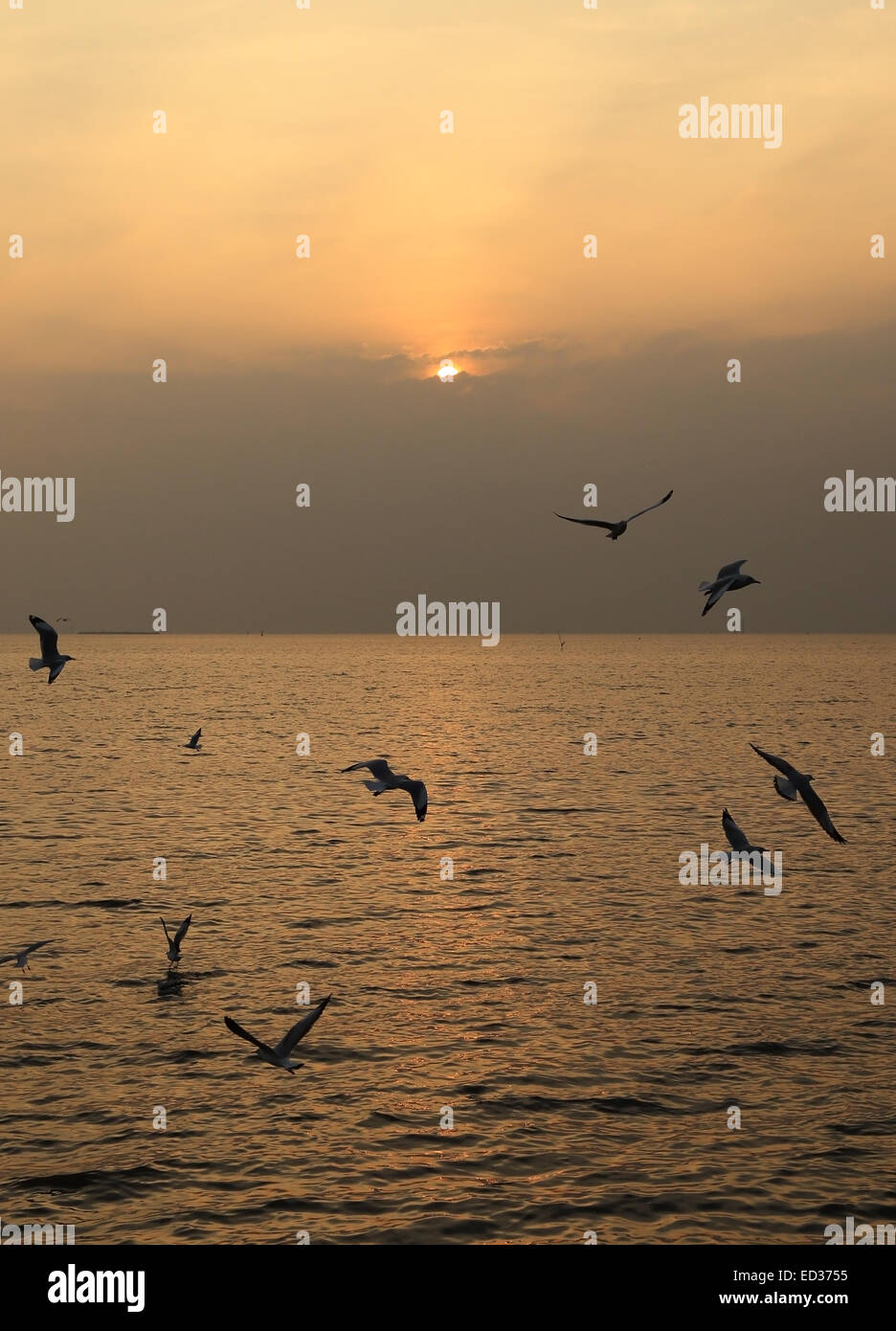 Seagull flying sunset silhouette hi-res stock photography and images ...