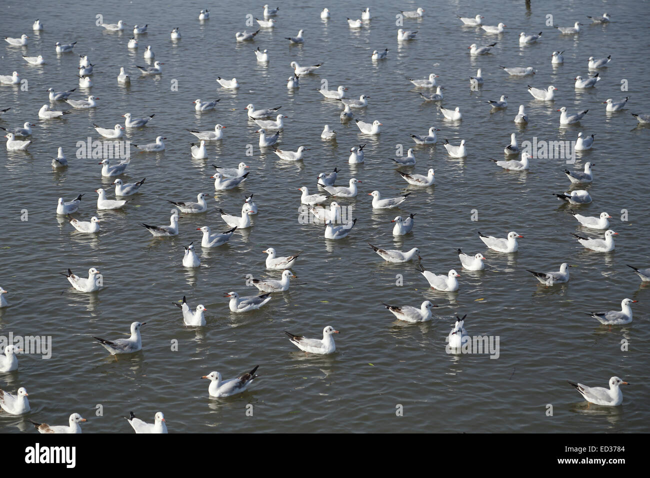 Seagull swimming on the sea at Bang Pu beach, Thailand Stock Photo - Alamy
