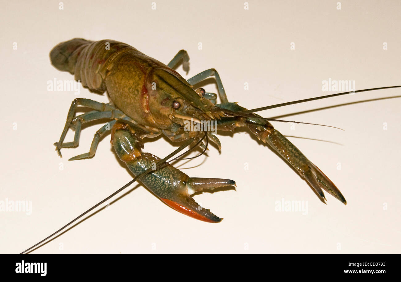 Large red claw freshwater crayfish, Cherax quadricarinatus, on white ...