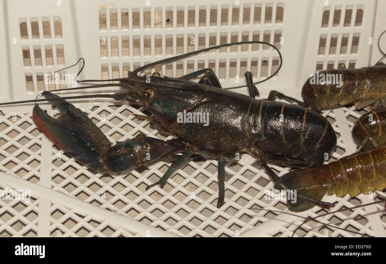 Large male red claw freshwater crayfish, Cherax quadricarinatus, on ...