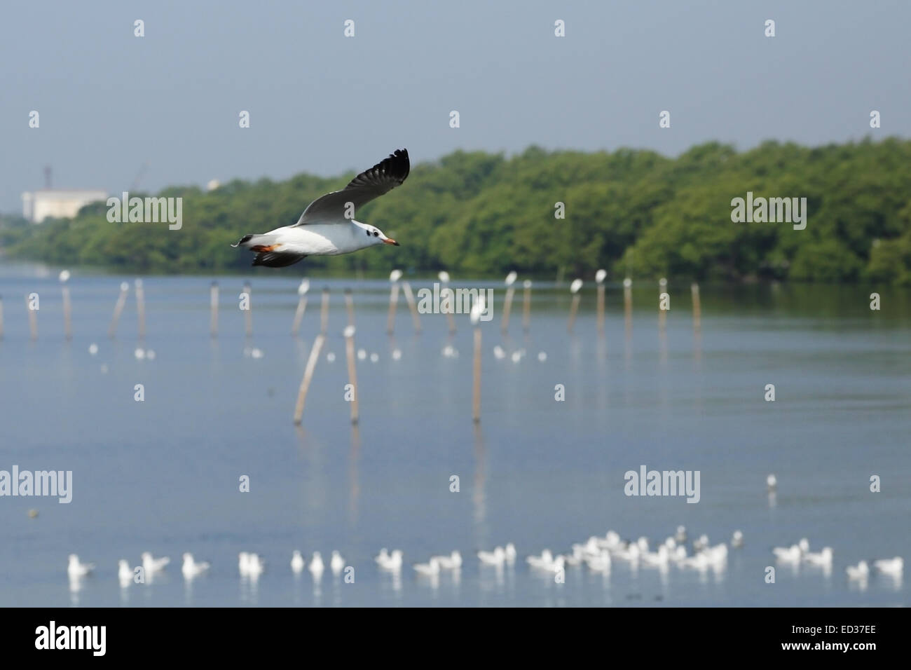 Seagull flying under the sky at Bang Pu beach, Thailand Stock Photo - Alamy