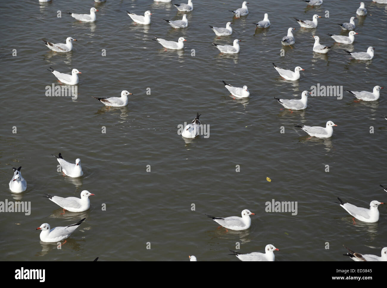 Seagull swimming on the sea at Bang Pu beach, Thailand Stock Photo - Alamy