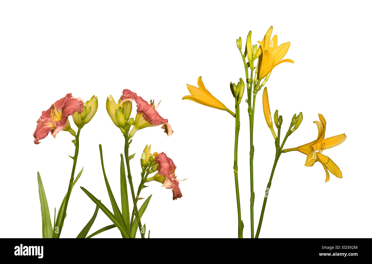 Australian garden flowers Cut Out Stock Images & Pictures - Alamy