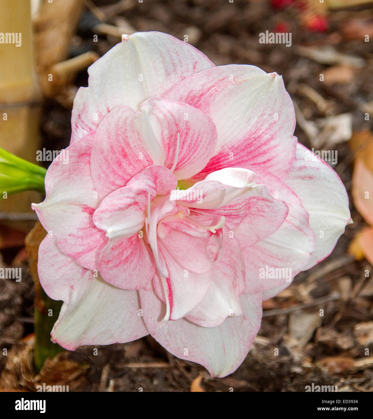 Red hippeastrums High Resolution Stock Photography and Images - Alamy