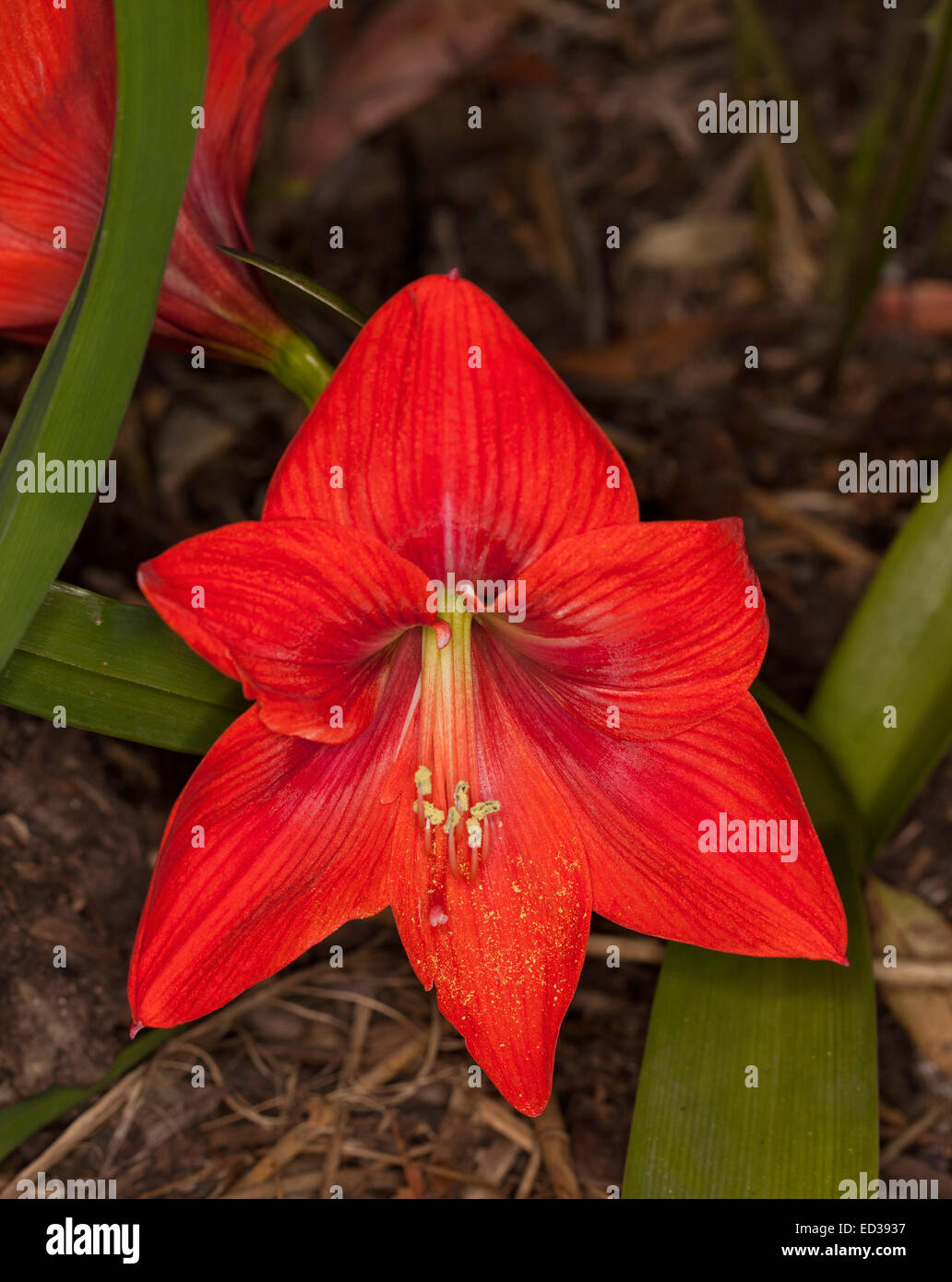 Pamela brown hi-res stock photography and images - Alamy