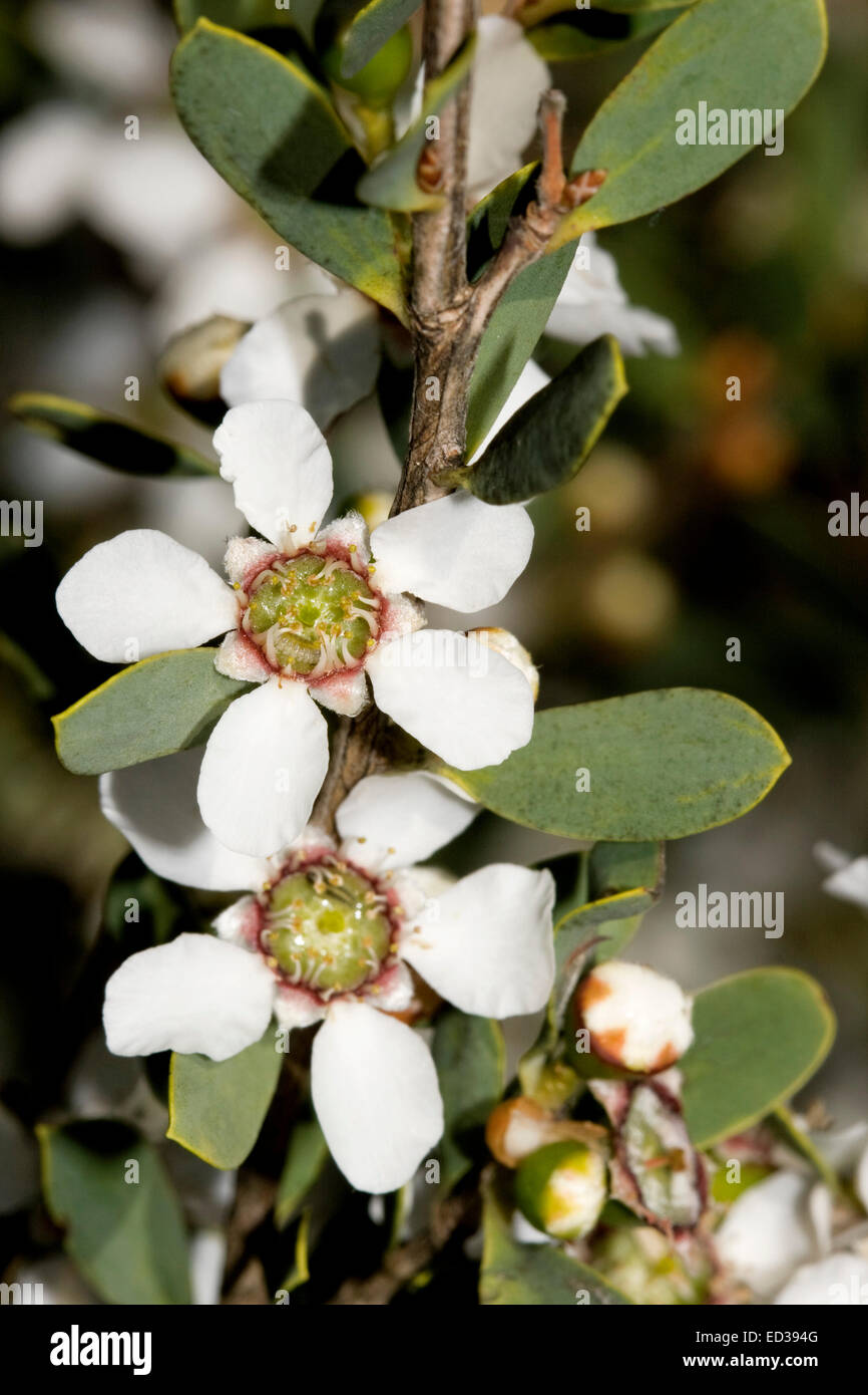 Leptospermum Laevigatum