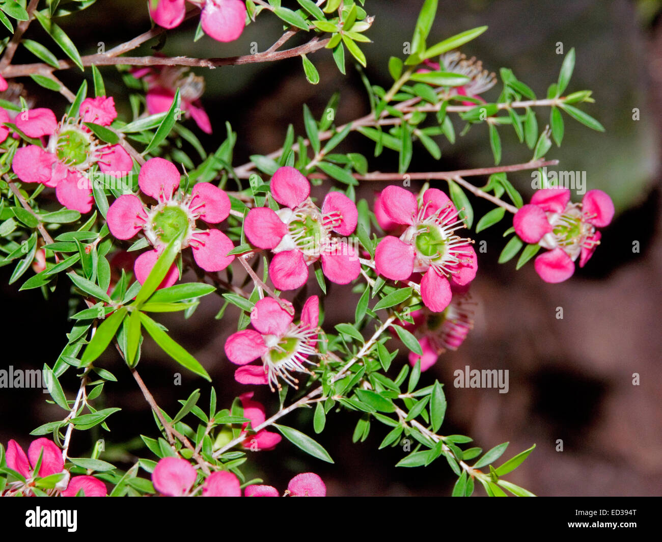 Tea Tree Flower Colour Australia