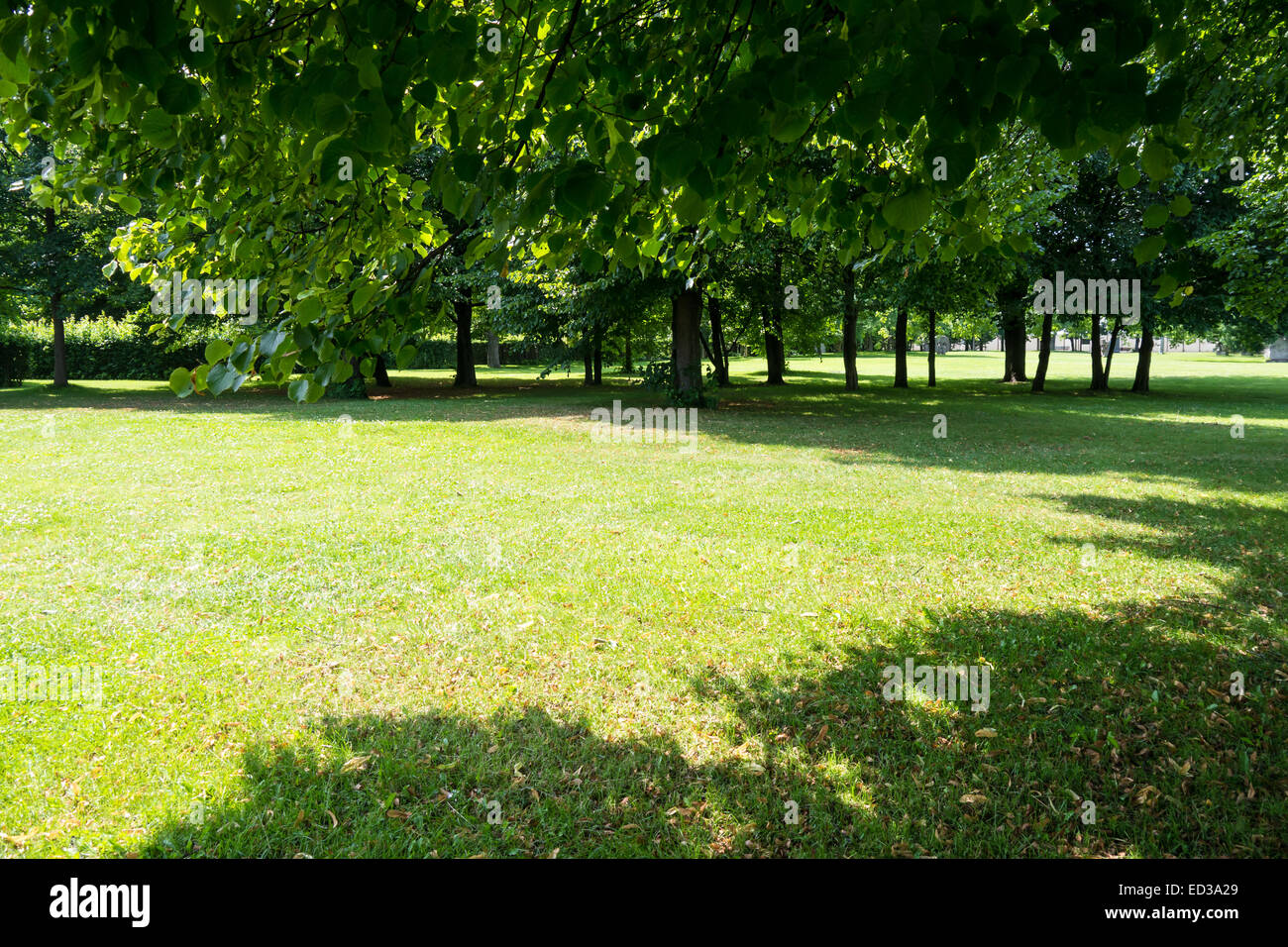 park with a meadow and green trees in summer Stock Photo - Alamy