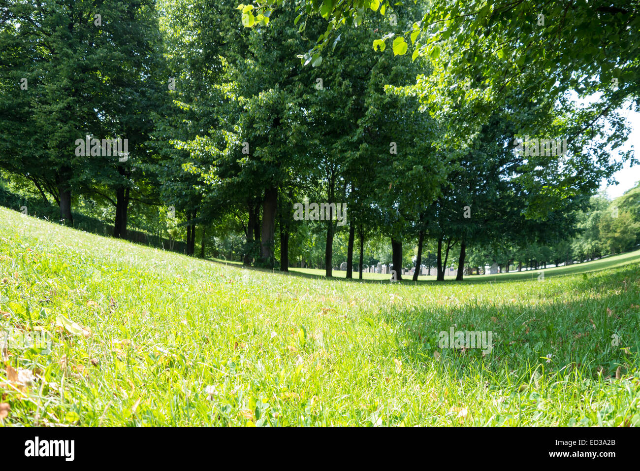 park with trees and meadow in summer Stock Photo - Alamy