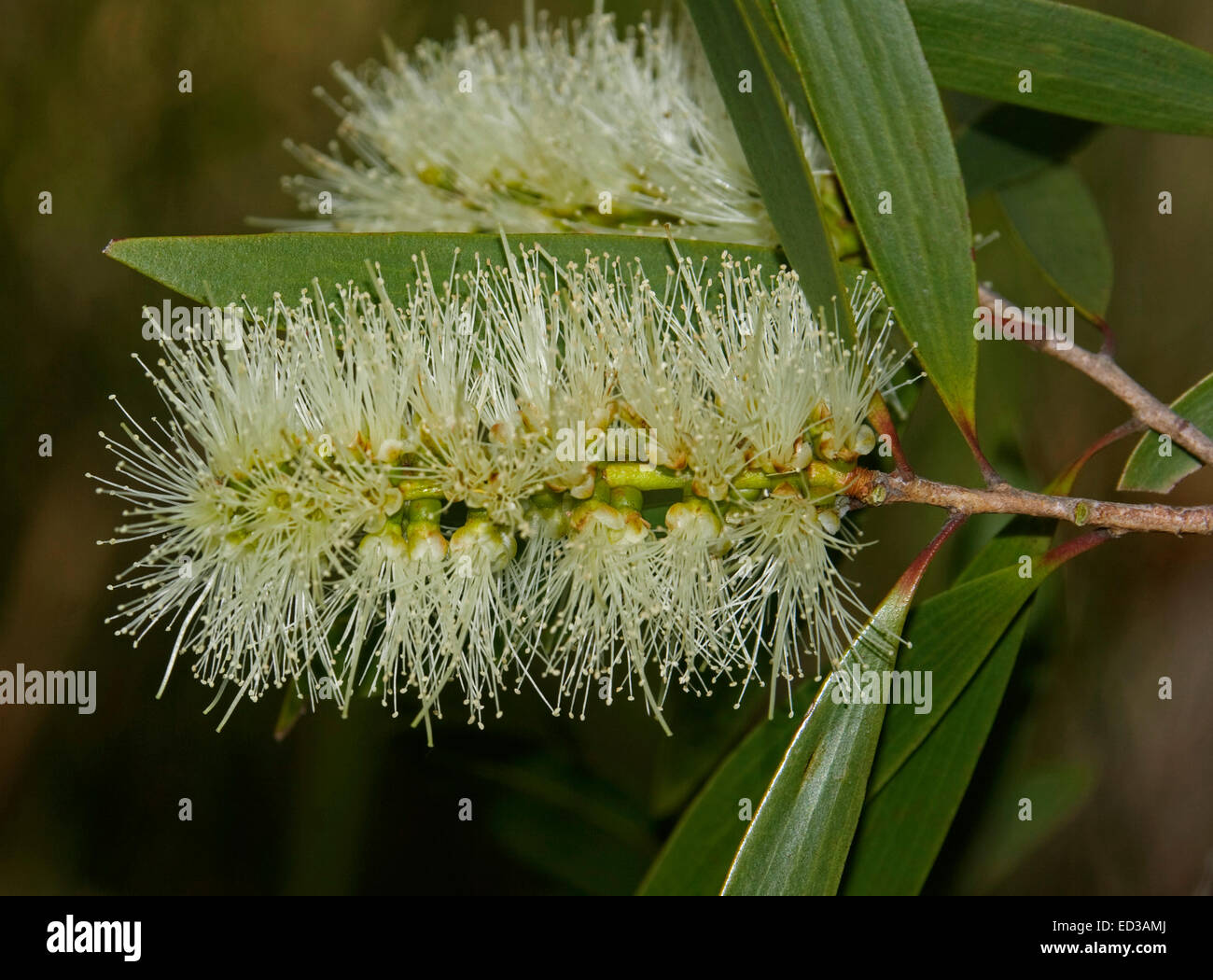 Creamy white bottlebrush flowers and green leaves of Melaleuca ...