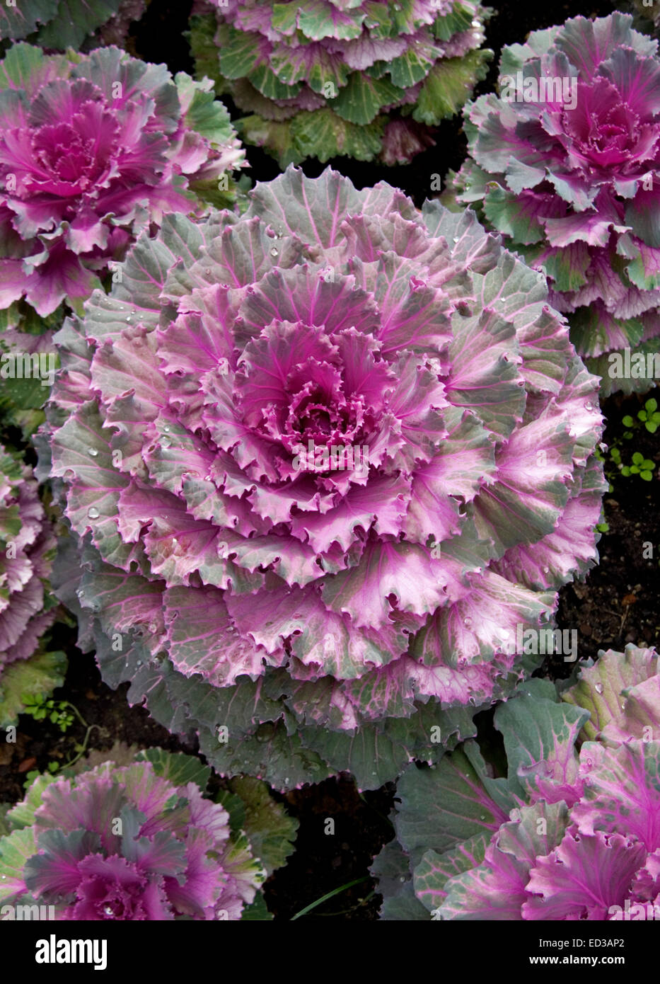 Stunning ornamental kale / cabbage, Brassica oleracea, with frilly ...