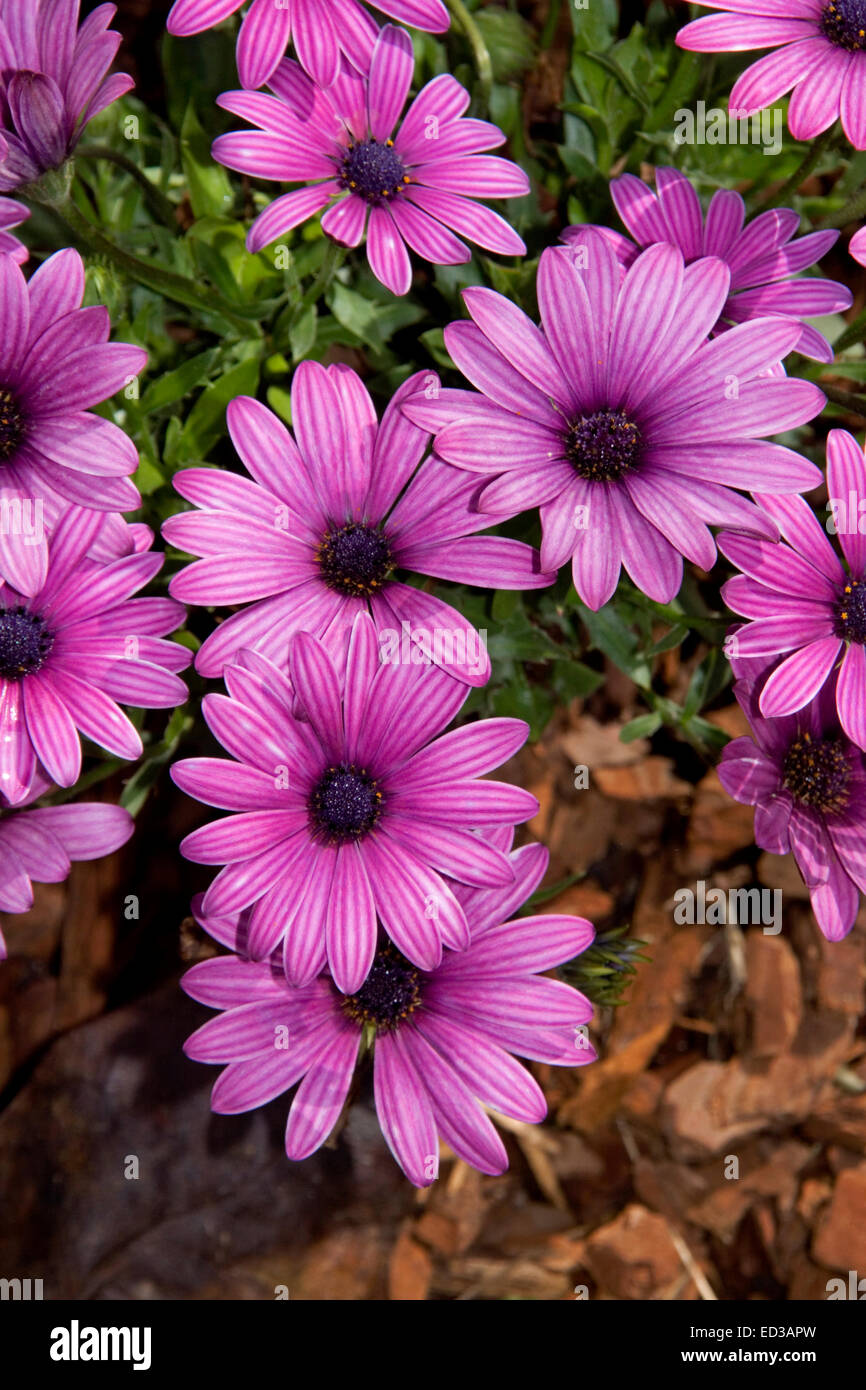 Osteospermum red hi-res stock photography and images - Alamy