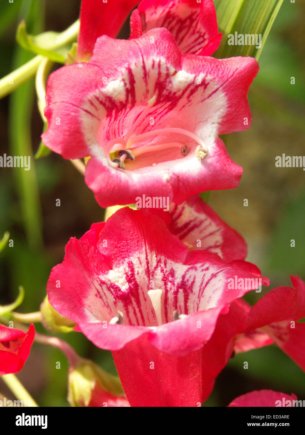 Tubular flowers hi-res stock photography and images - Alamy