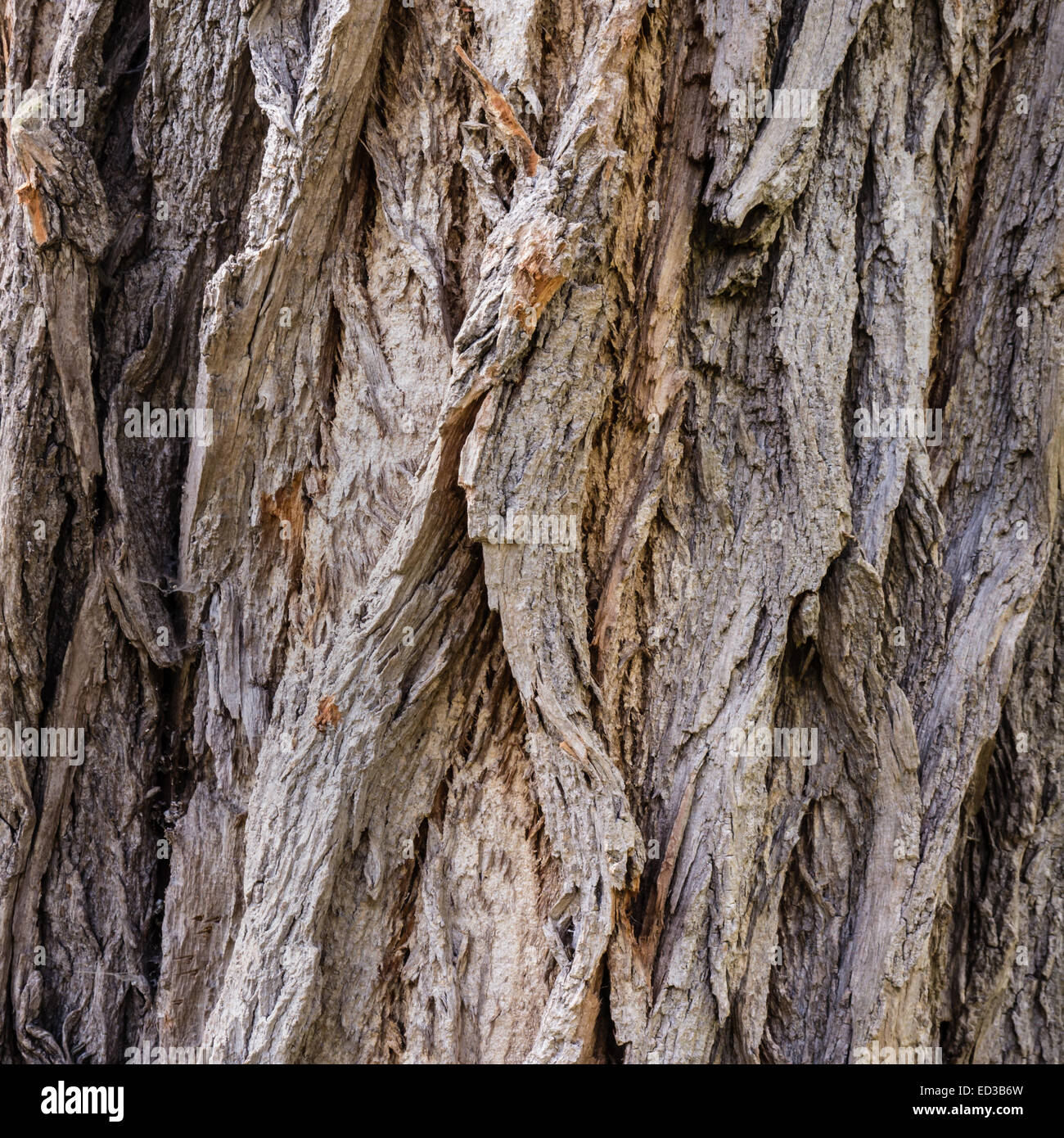 bark texture of an very old tree Stock Photo - Alamy