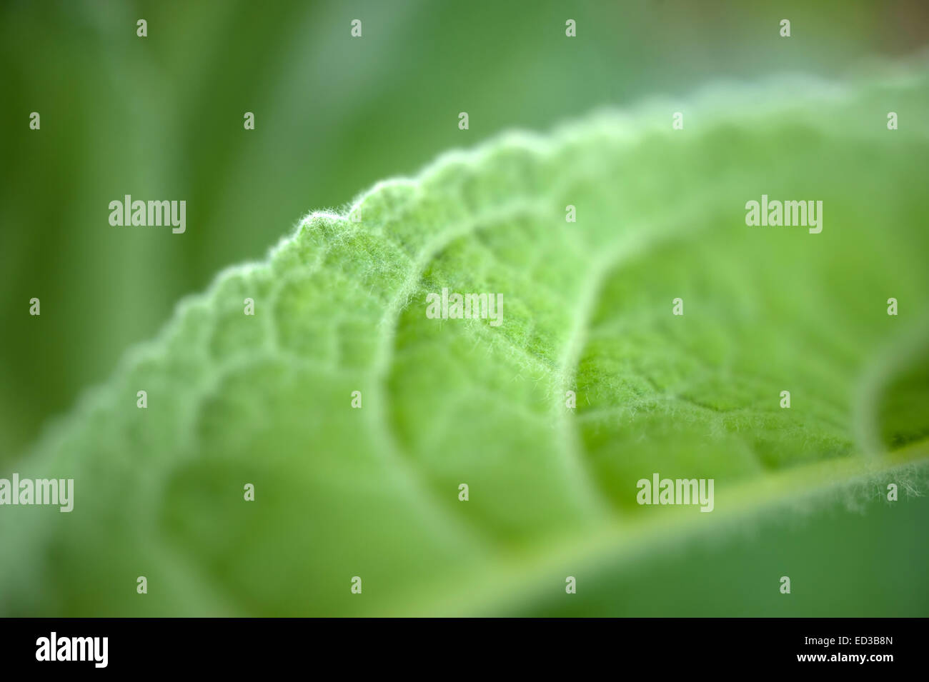 Leaf cells hi-res stock photography and images - Alamy
