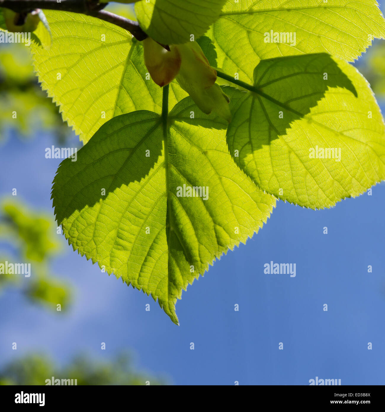 green leaves and sunlight in spring time Stock Photo - Alamy