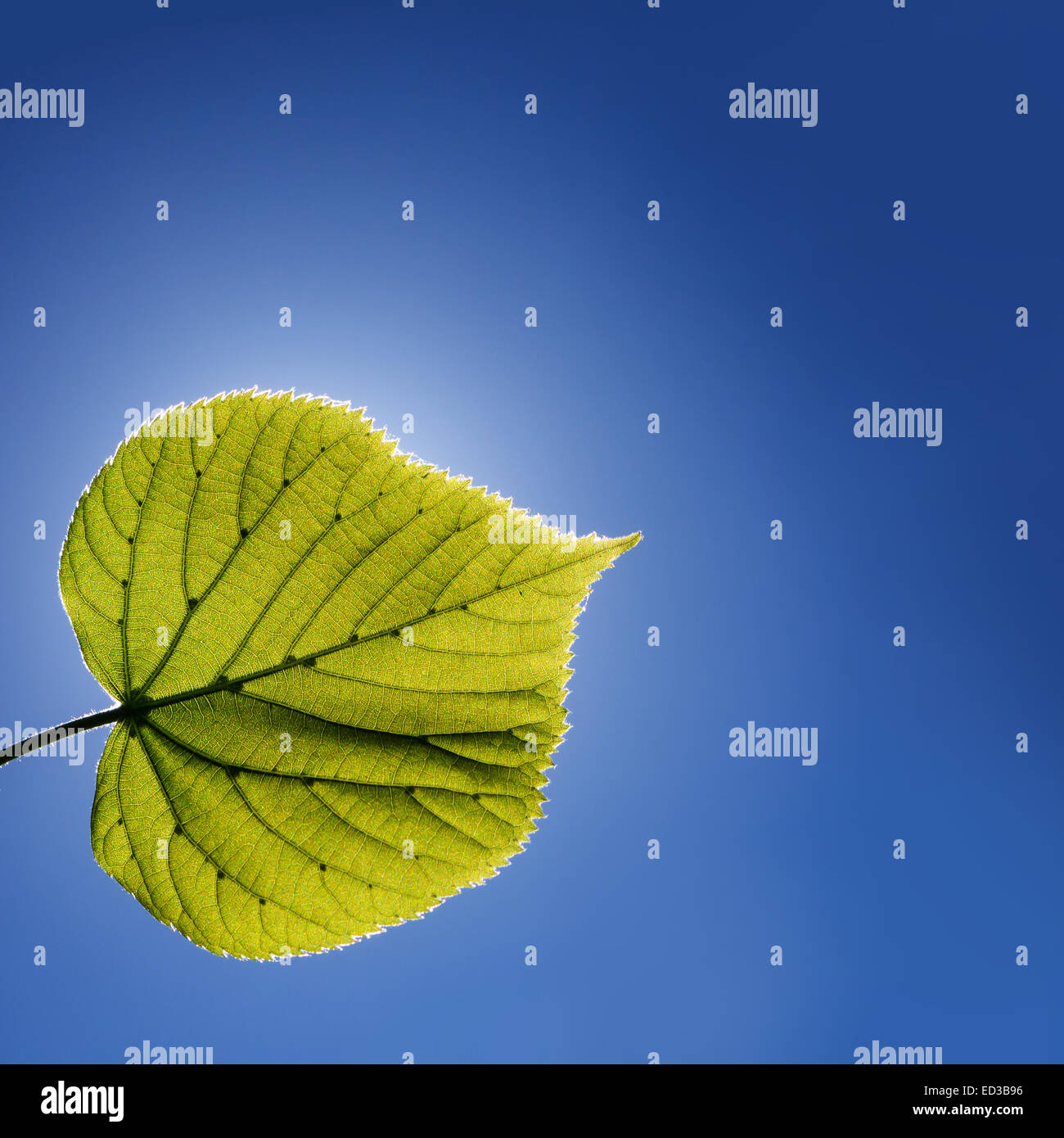 Sunlight green leaf hi-res stock photography and images - Alamy
