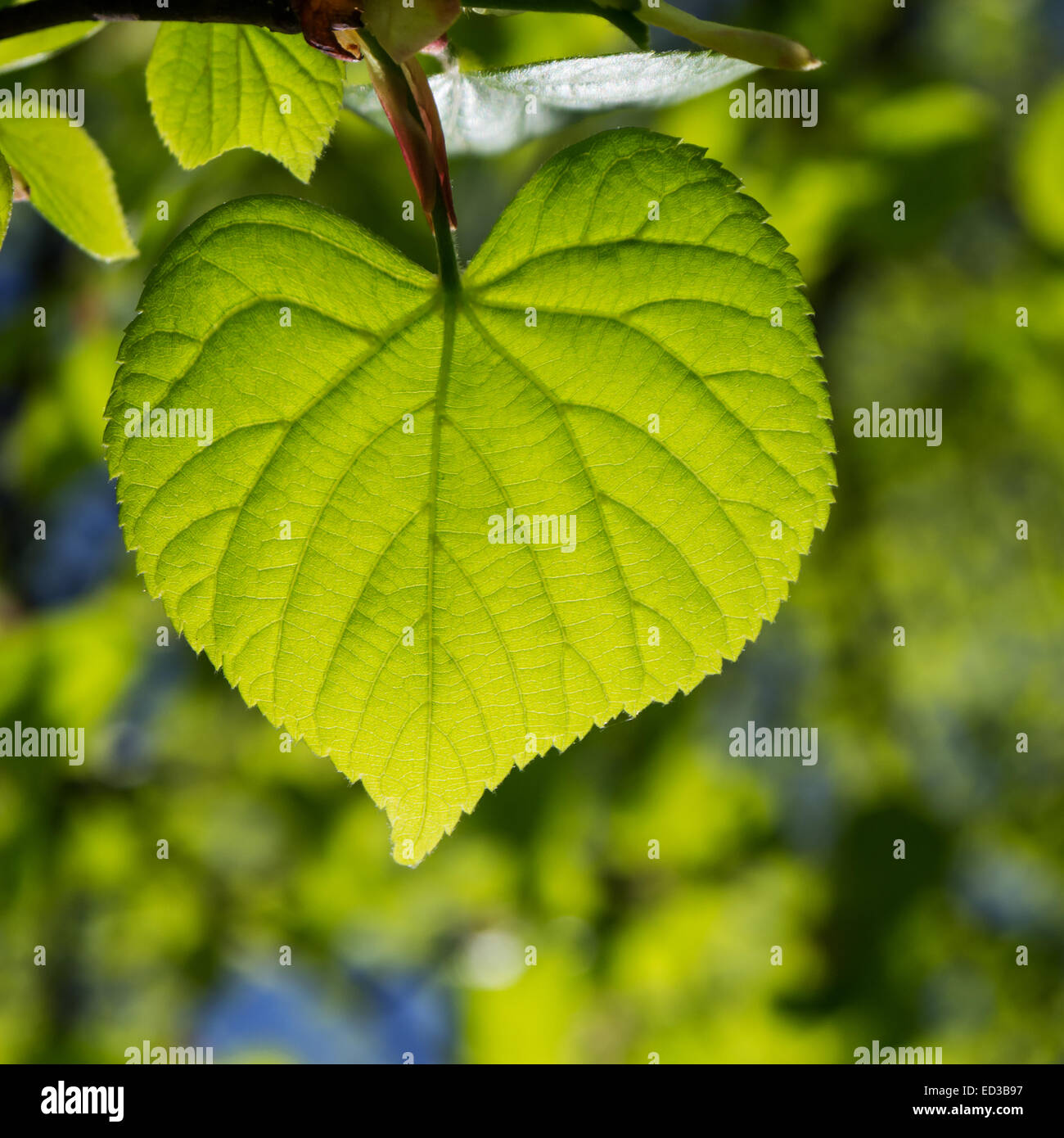 Heart leaf hi-res stock photography and images - Alamy