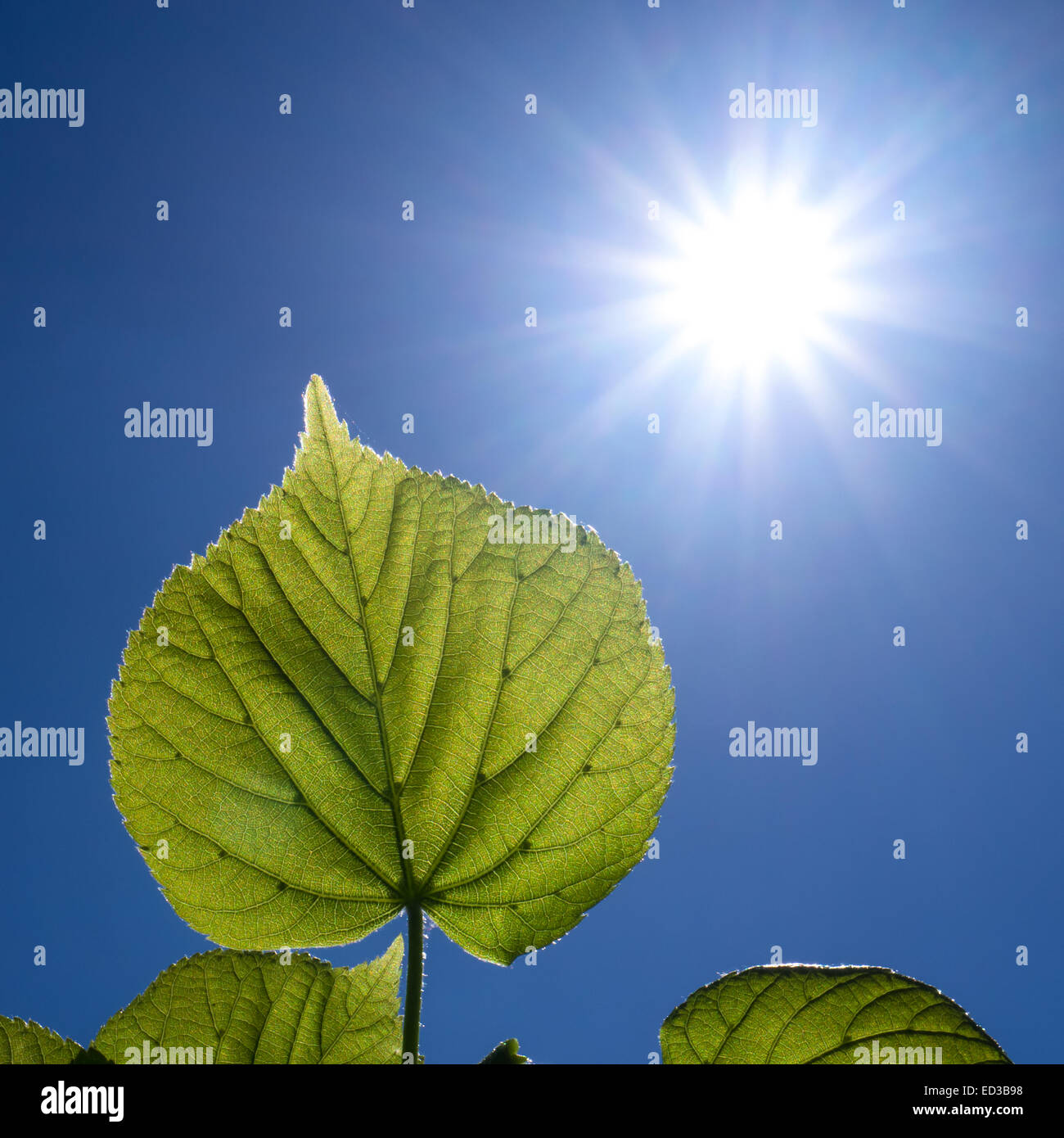 Photosynthesis leaves sun hi-res stock photography and images - Alamy