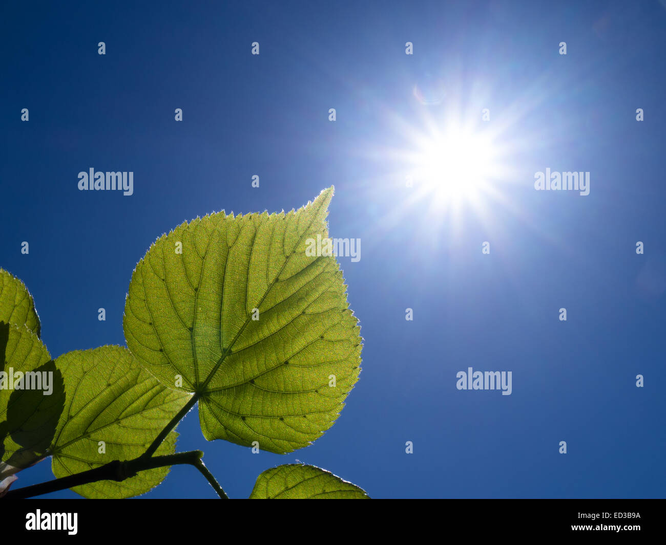 Photosynthesis leaves sun hi-res stock photography and images - Alamy