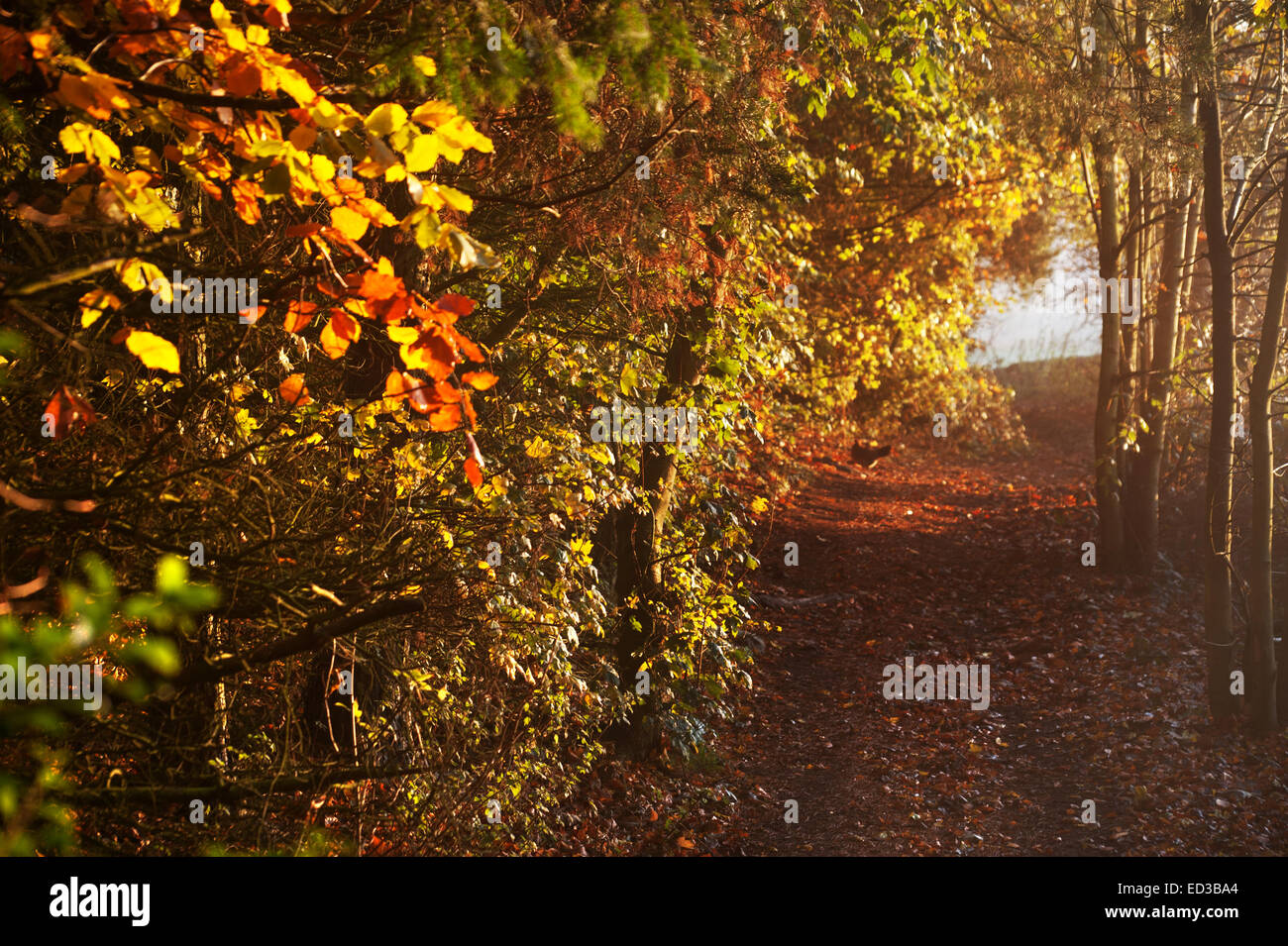 Autumn path, Northumberland Stock Photo - Alamy