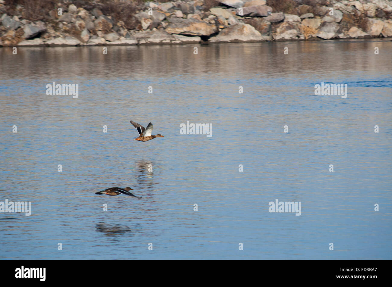 picture of a pair of wild ducks flying together over frozen river Stock ...