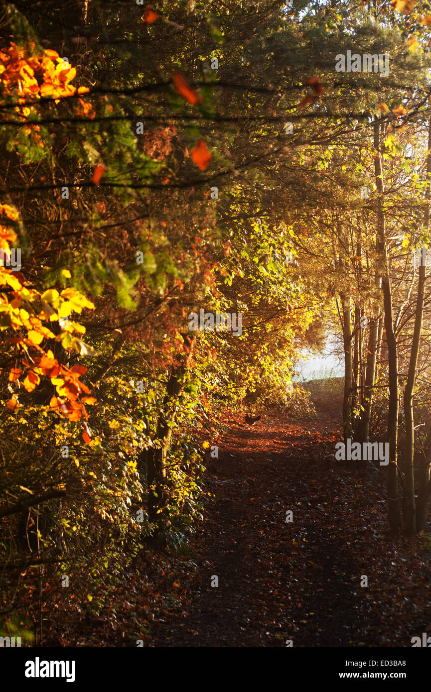 Autumn path hi-res stock photography and images - Alamy