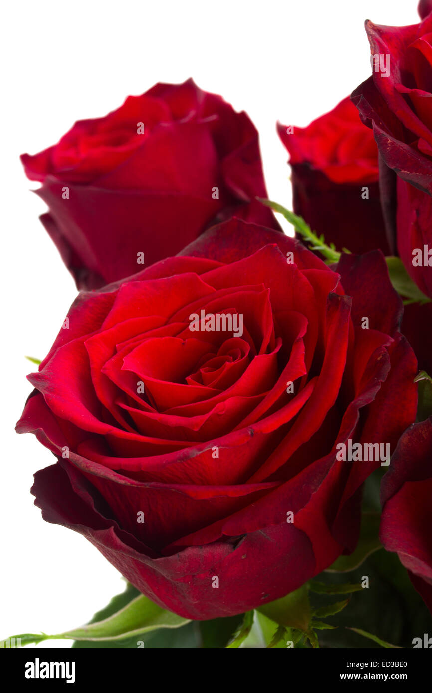 scarlet red roses Stock Photo - Alamy