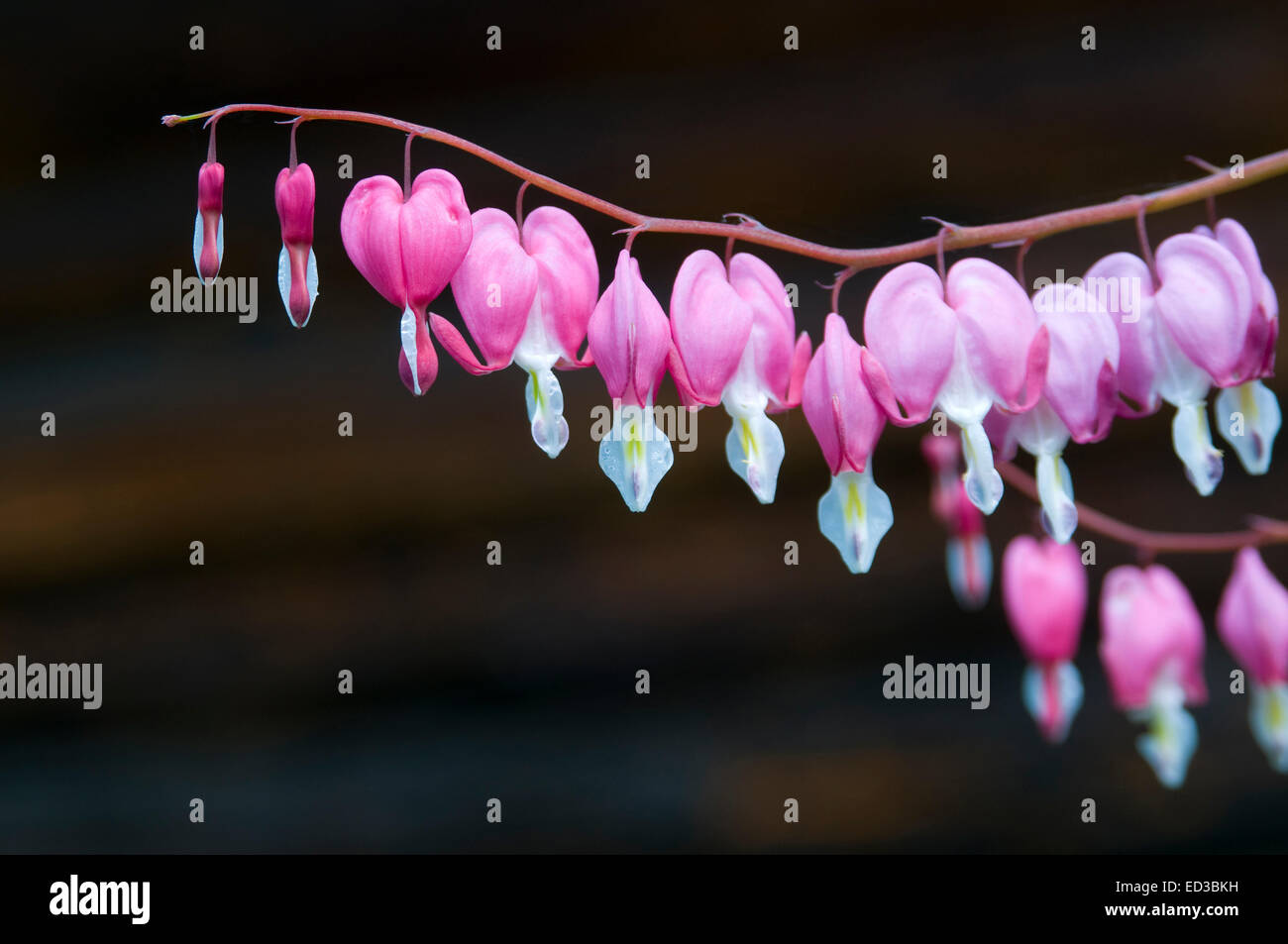 This perennials plant names bleeding heart or dicentra. Flowers have ...