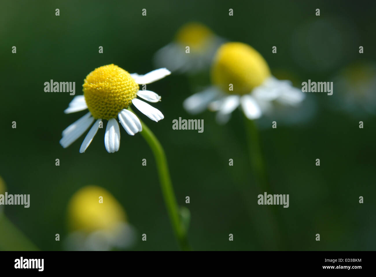 These flowers are named Camomile, horse gowan or matricari. The drug ...
