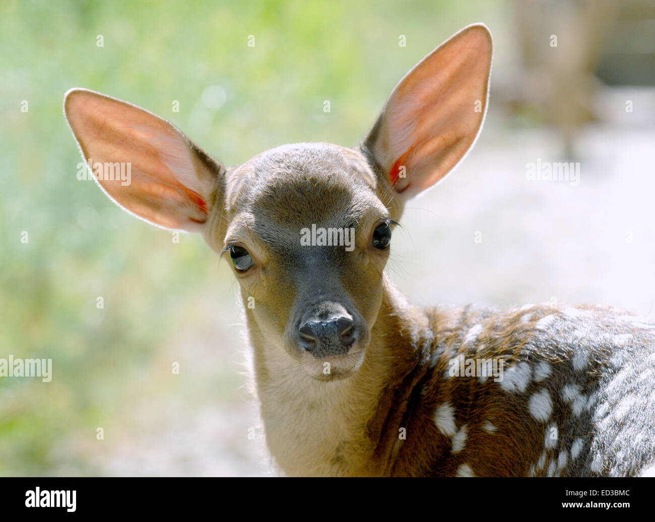Red Deer Fawn Stock Photos & Red Deer Fawn Stock Images - Alamy