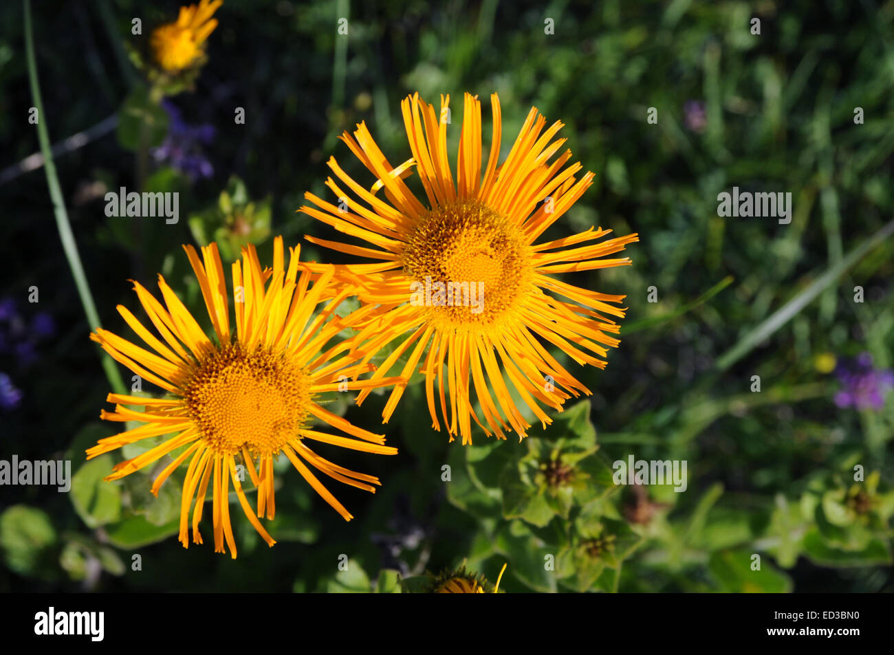 This is a close-up of Inula flowers Stock Photo - Alamy
