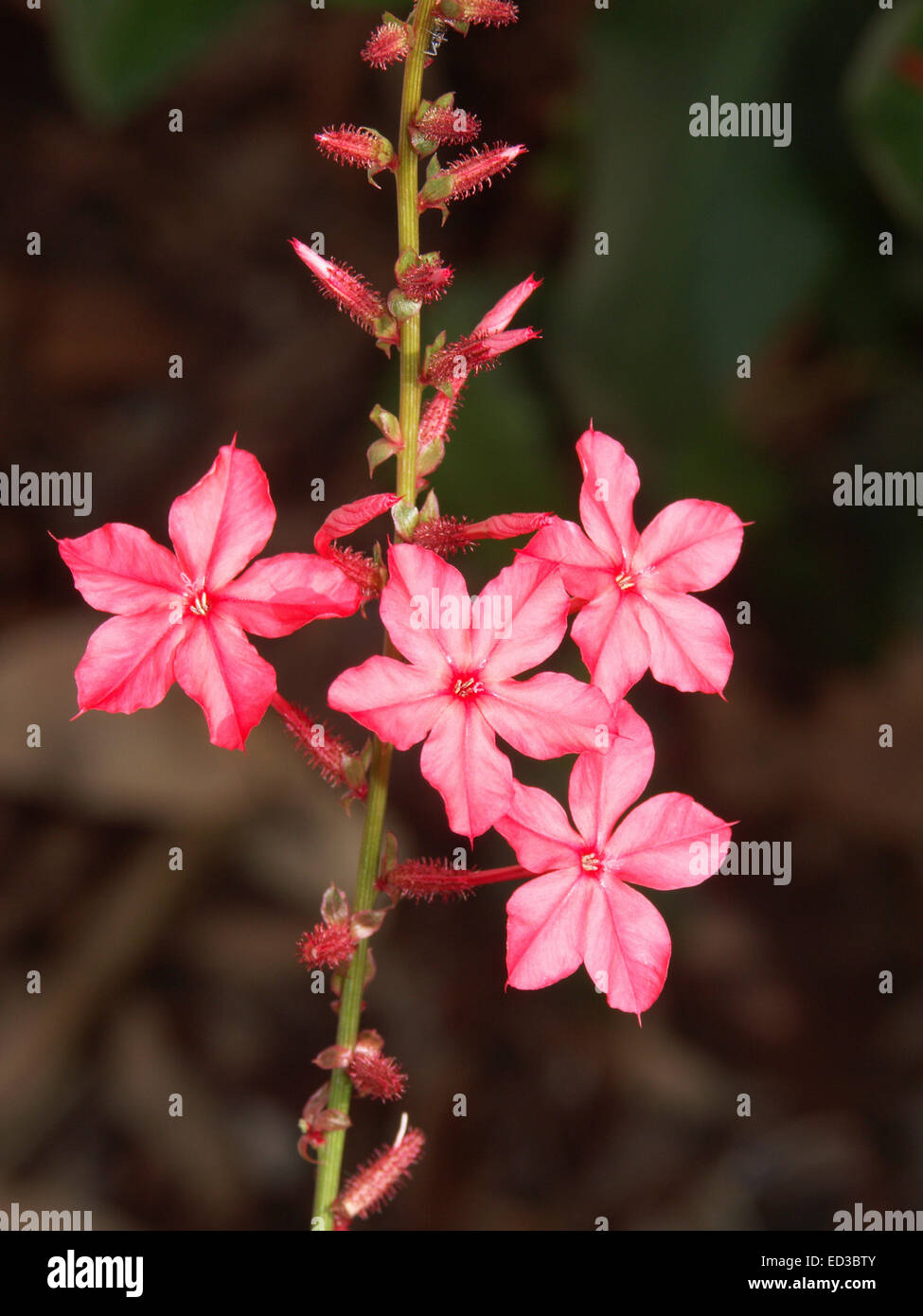 Cluster of vivid pink flowers and buds of Plumbago indica syn. Plumbago ...